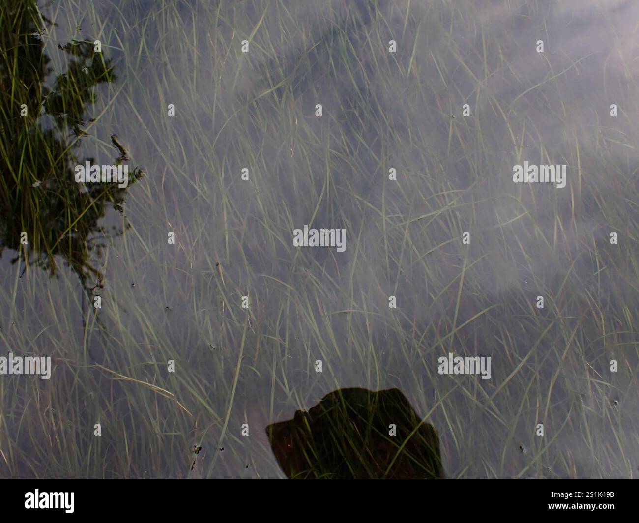 Japanese Eelgrass (Zostera japonica Stock Photo - Alamy