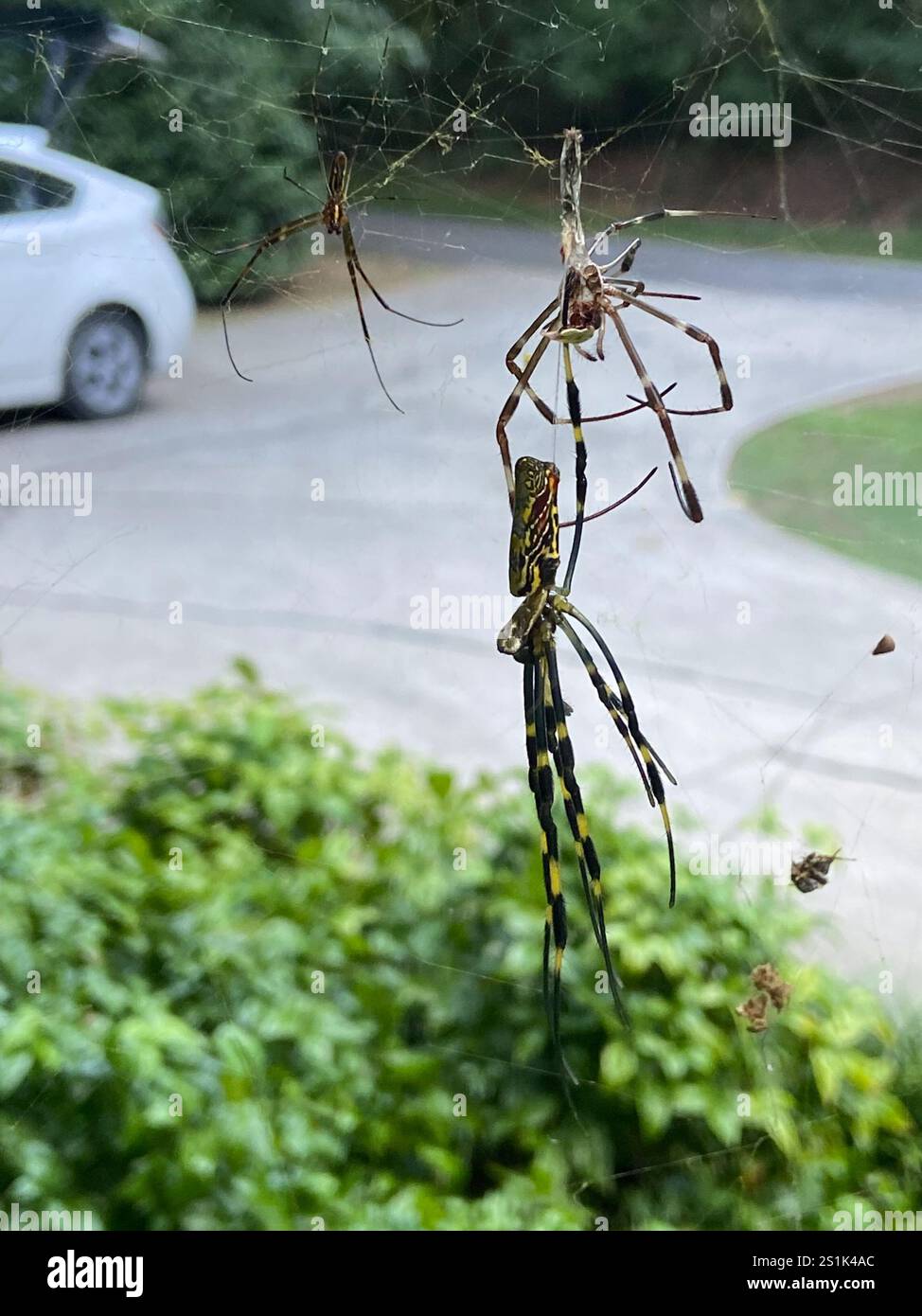 Joro Spider (Trichonephila clavata Stock Photo - Alamy