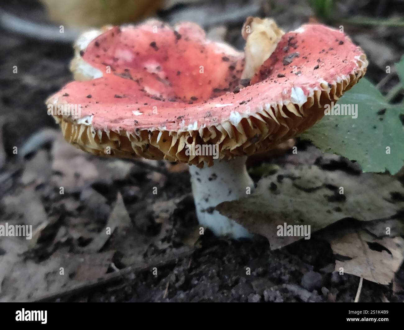 Fragile Brittlegill (Russula fragilis Stock Photo - Alamy
