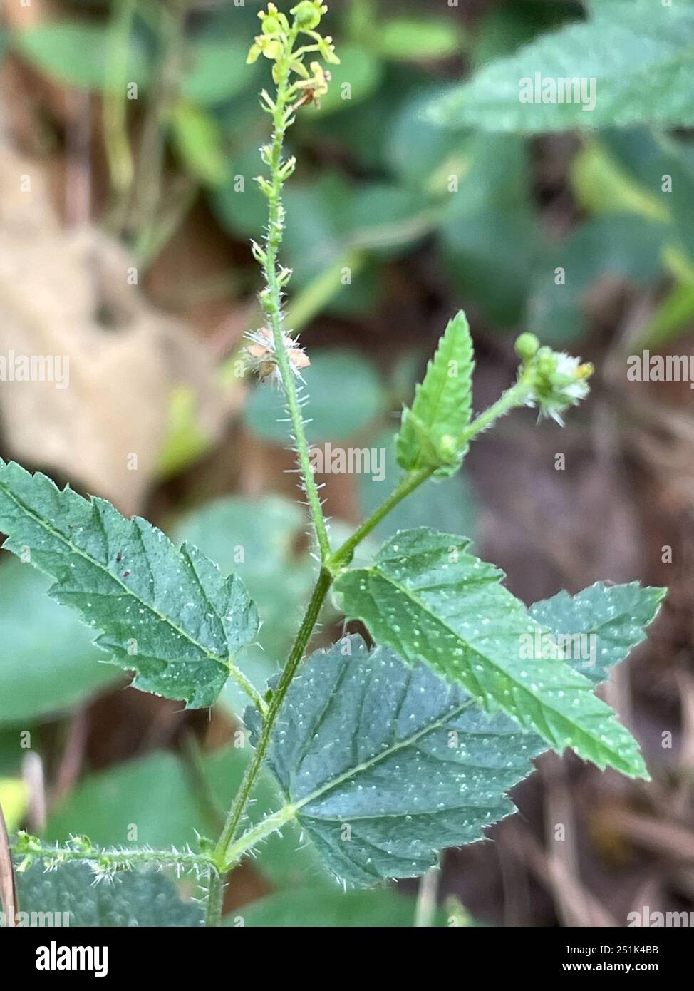Nettleleaf Noseburn (Tragia urticifolia Stock Photo - Alamy