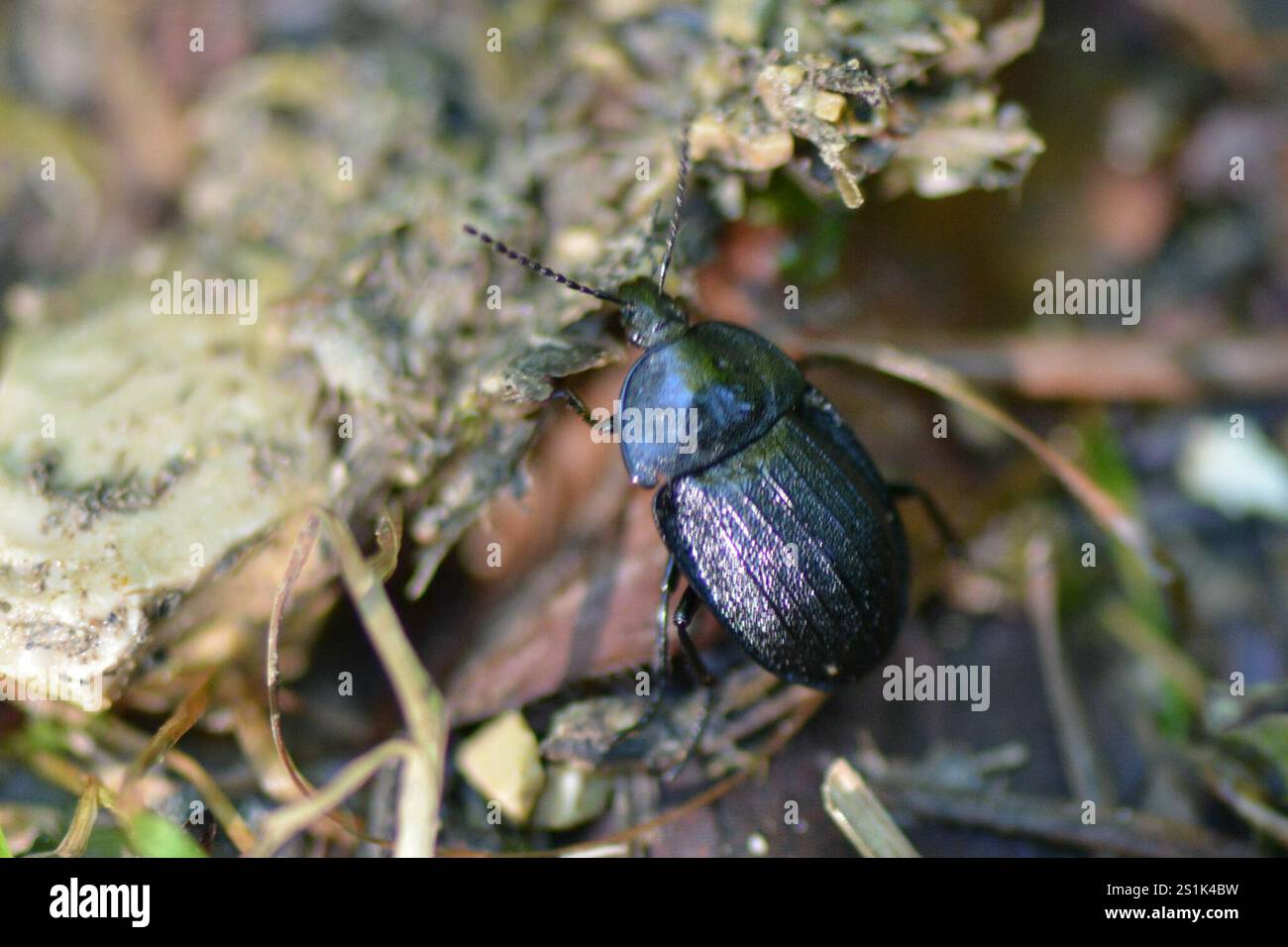 Black snail beetle (Phosphuga atrata Stock Photo - Alamy