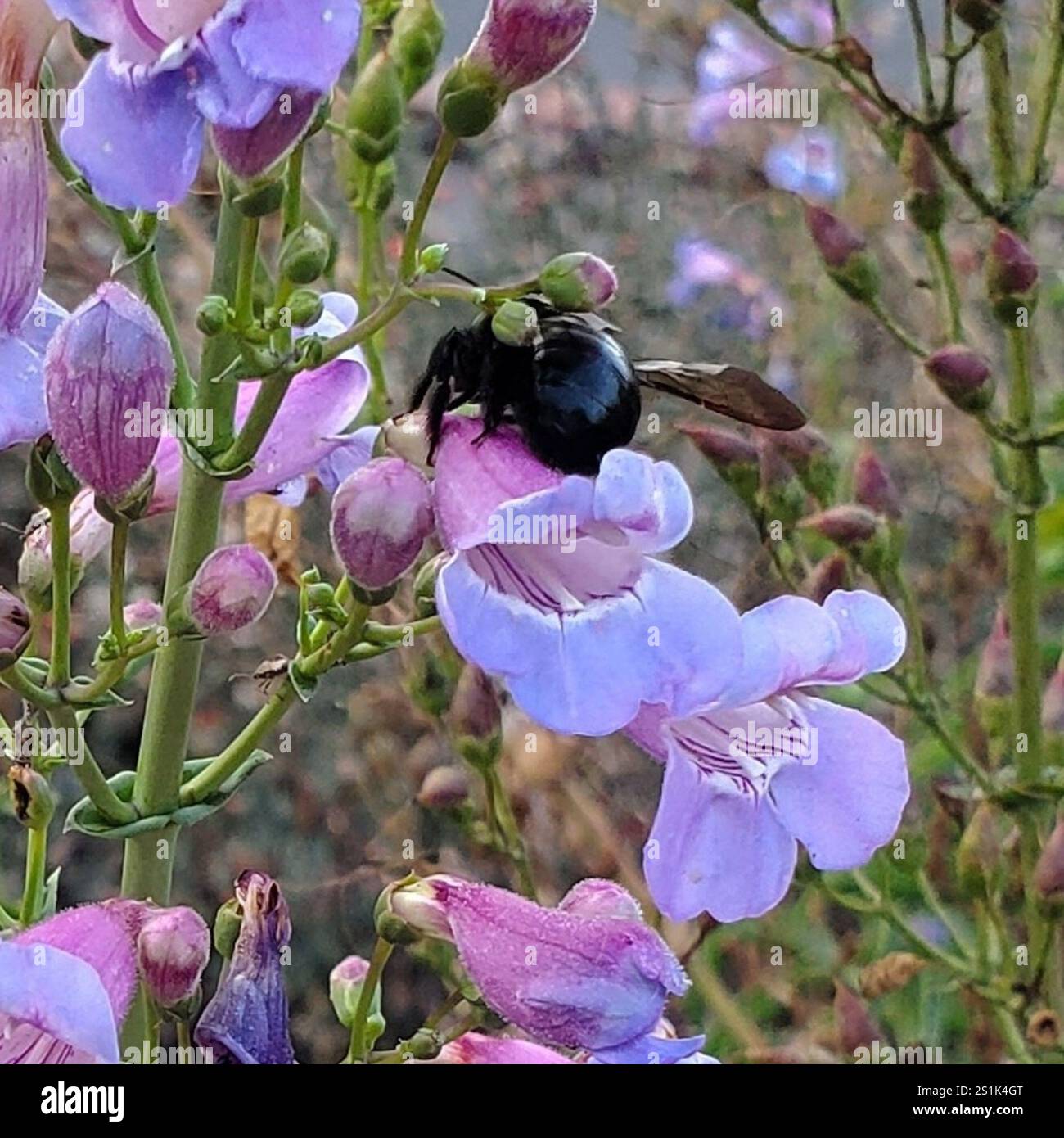 Large Carpenter Bees (Xylocopa Stock Photo - Alamy