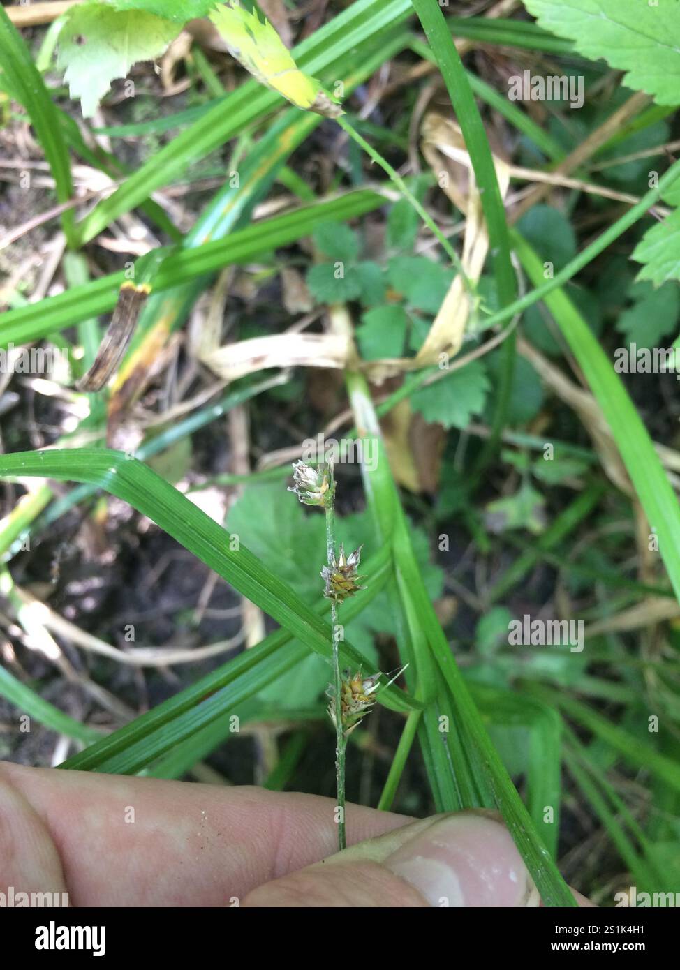 bur reed sedge (Carex sparganioides Stock Photo - Alamy