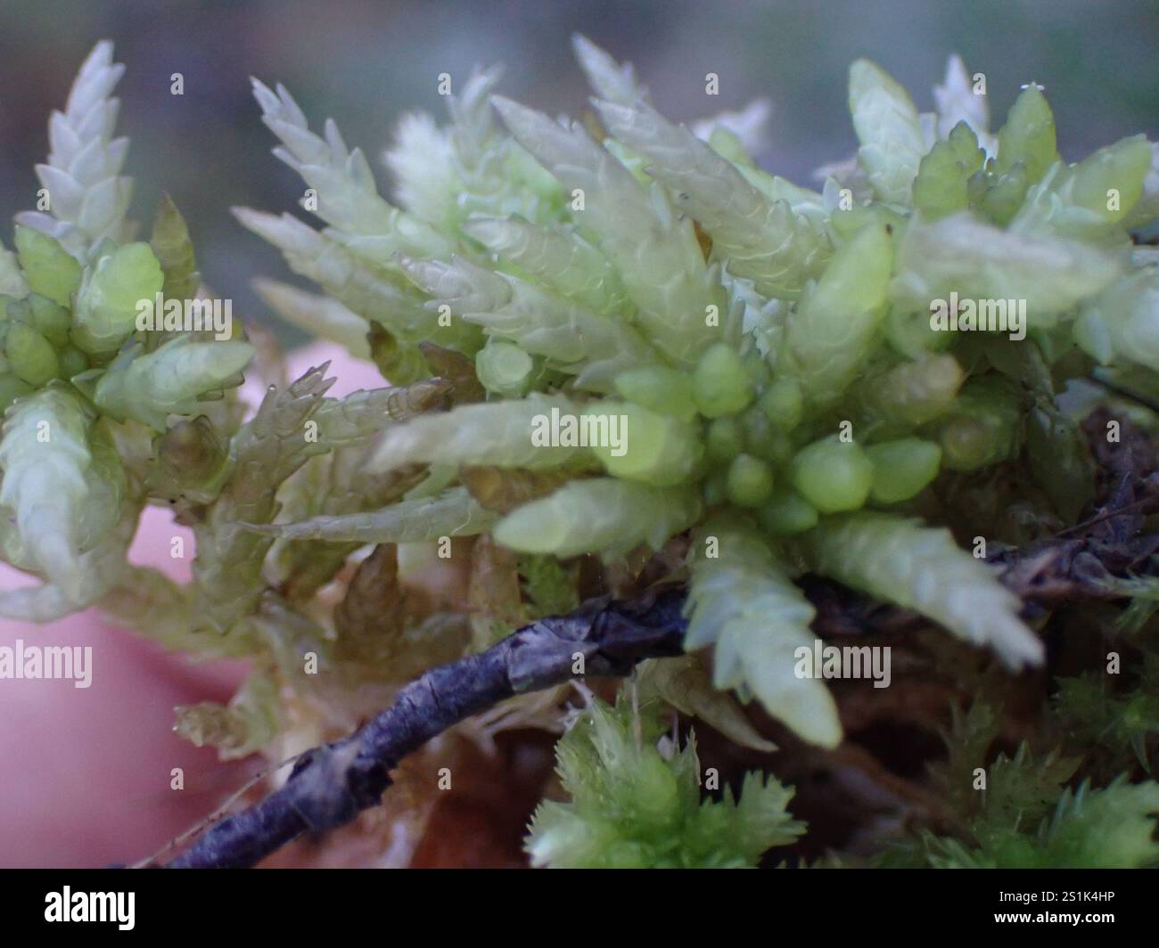 Papillose Peatmoss (Sphagnum papillosum Stock Photo - Alamy