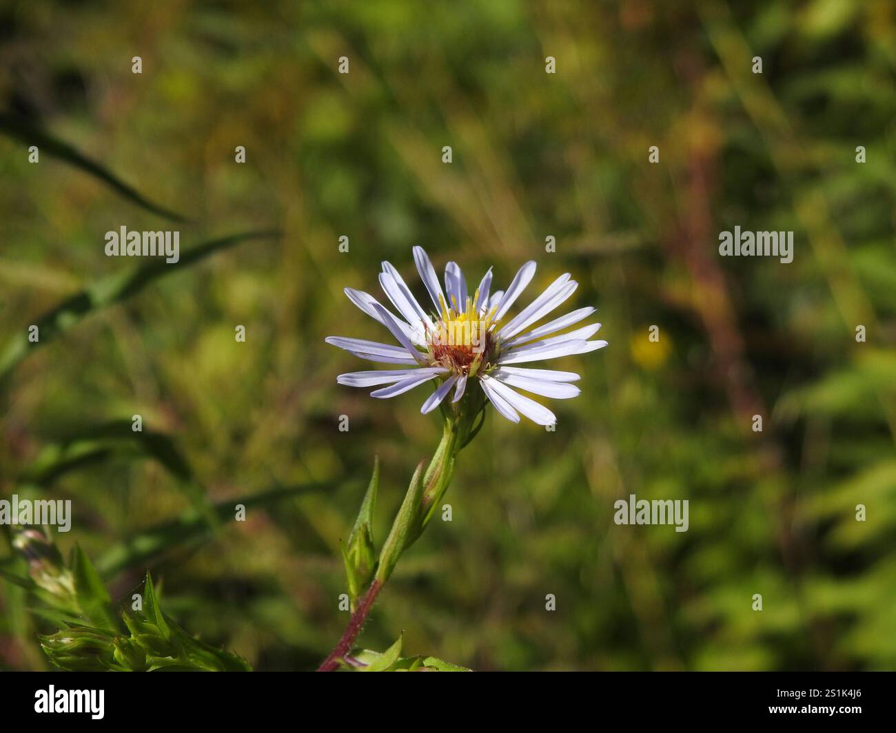 swamp aster (Symphyotrichum puniceum Stock Photo - Alamy
