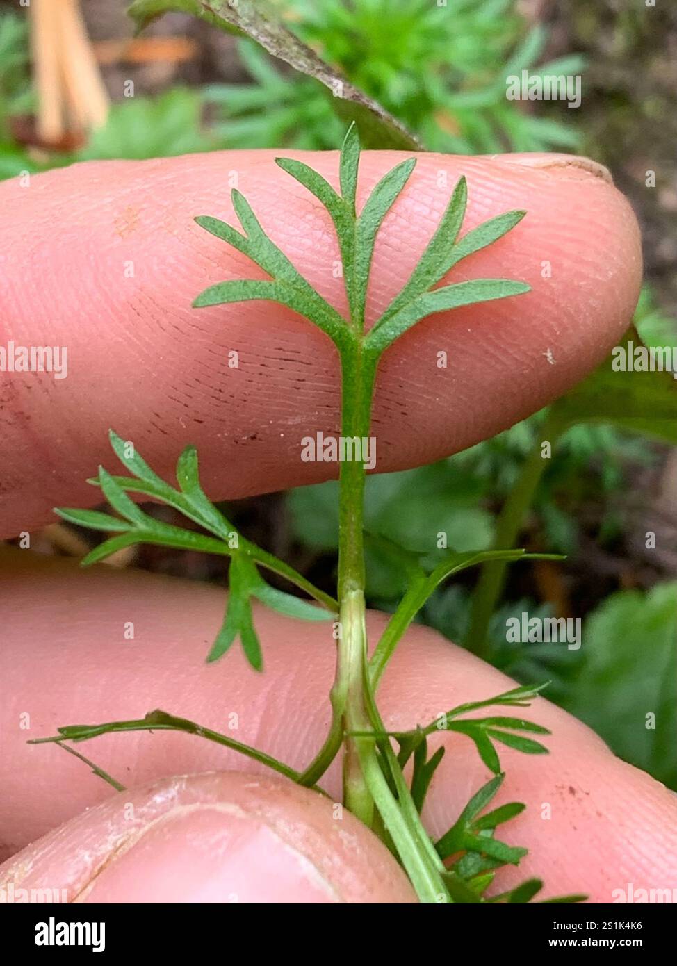 Partridgefoot (Luetkea pectinata Stock Photo - Alamy