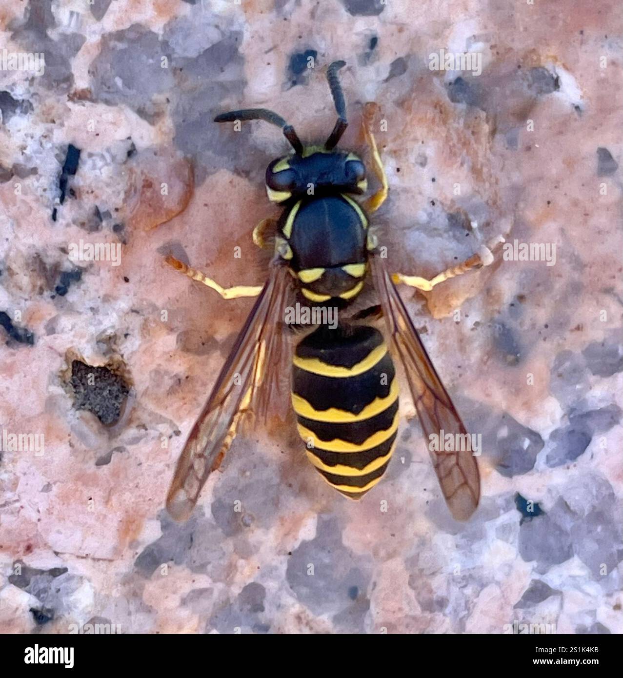 Alaska Yellowjacket (Vespula alascensis Stock Photo - Alamy