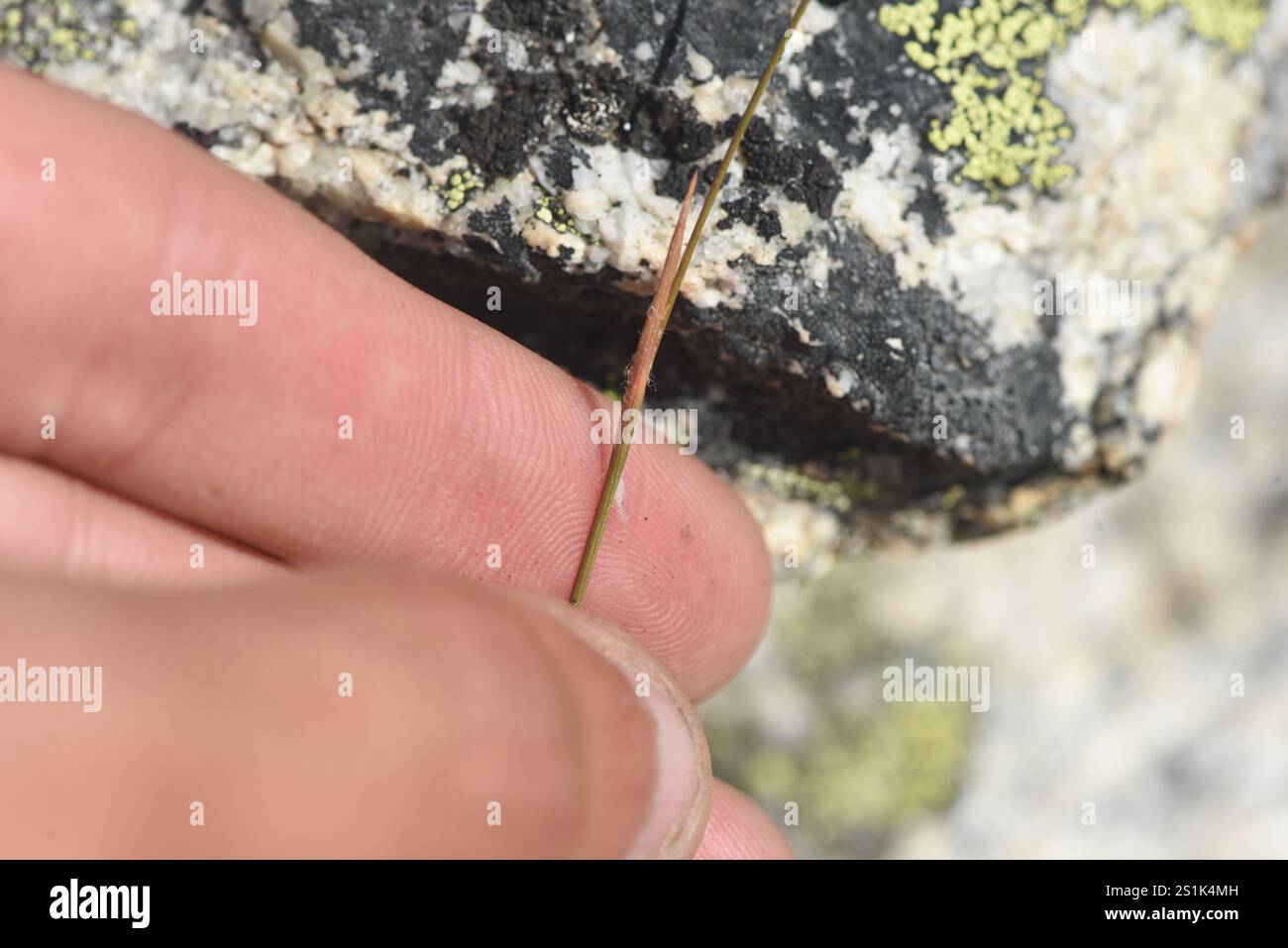 Spiked Woodrush (Luzula spicata Stock Photo - Alamy