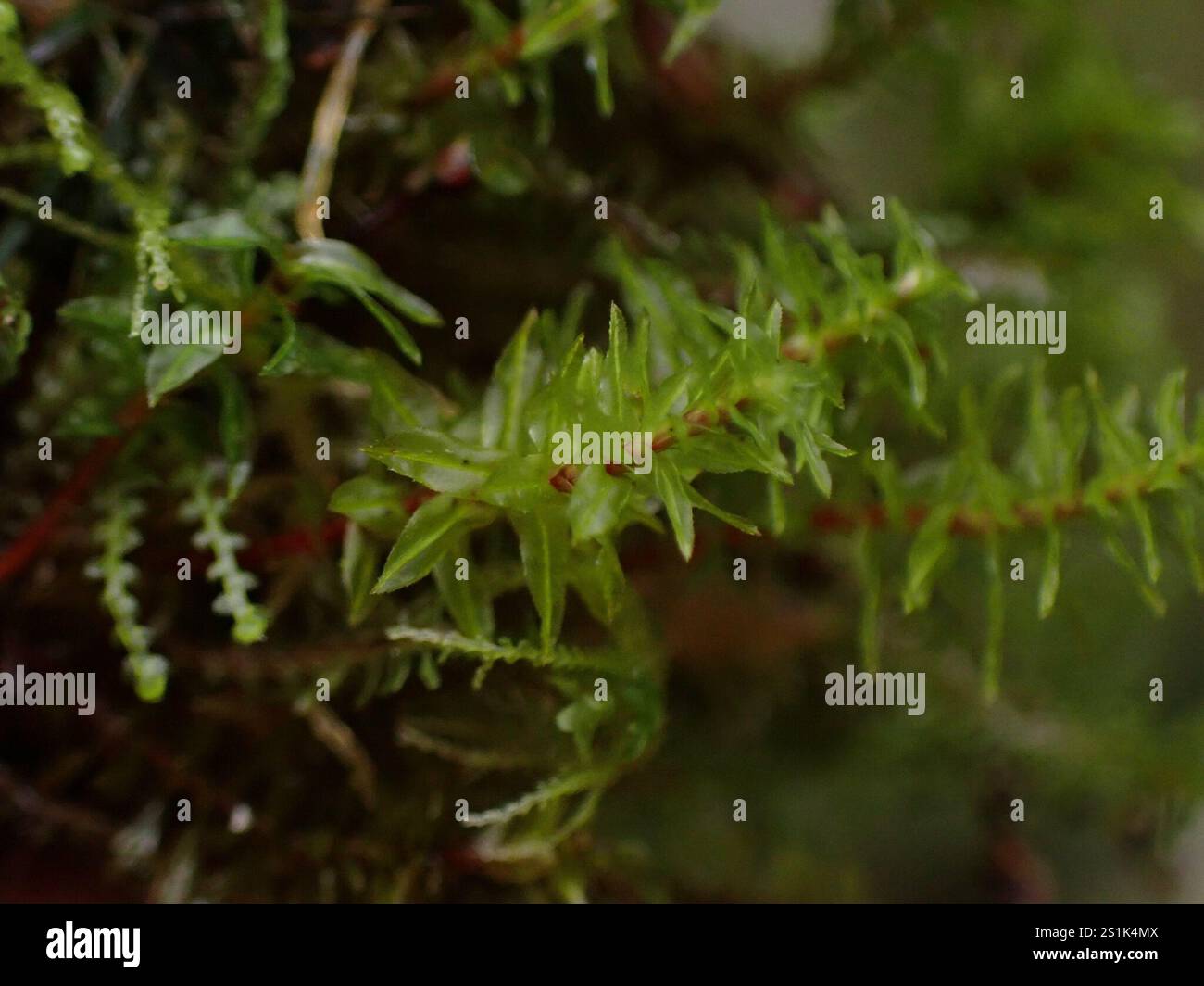 Large Hair Moss (Oligotrichum parallelum Stock Photo - Alamy