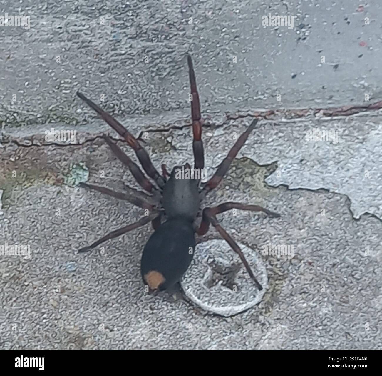 Common White-tail Spider (Lampona cylindrata Stock Photo - Alamy