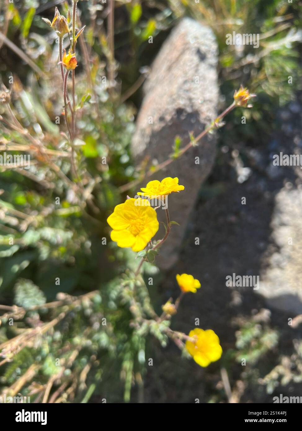 Ross' Avens (Geum rossii Stock Photo - Alamy