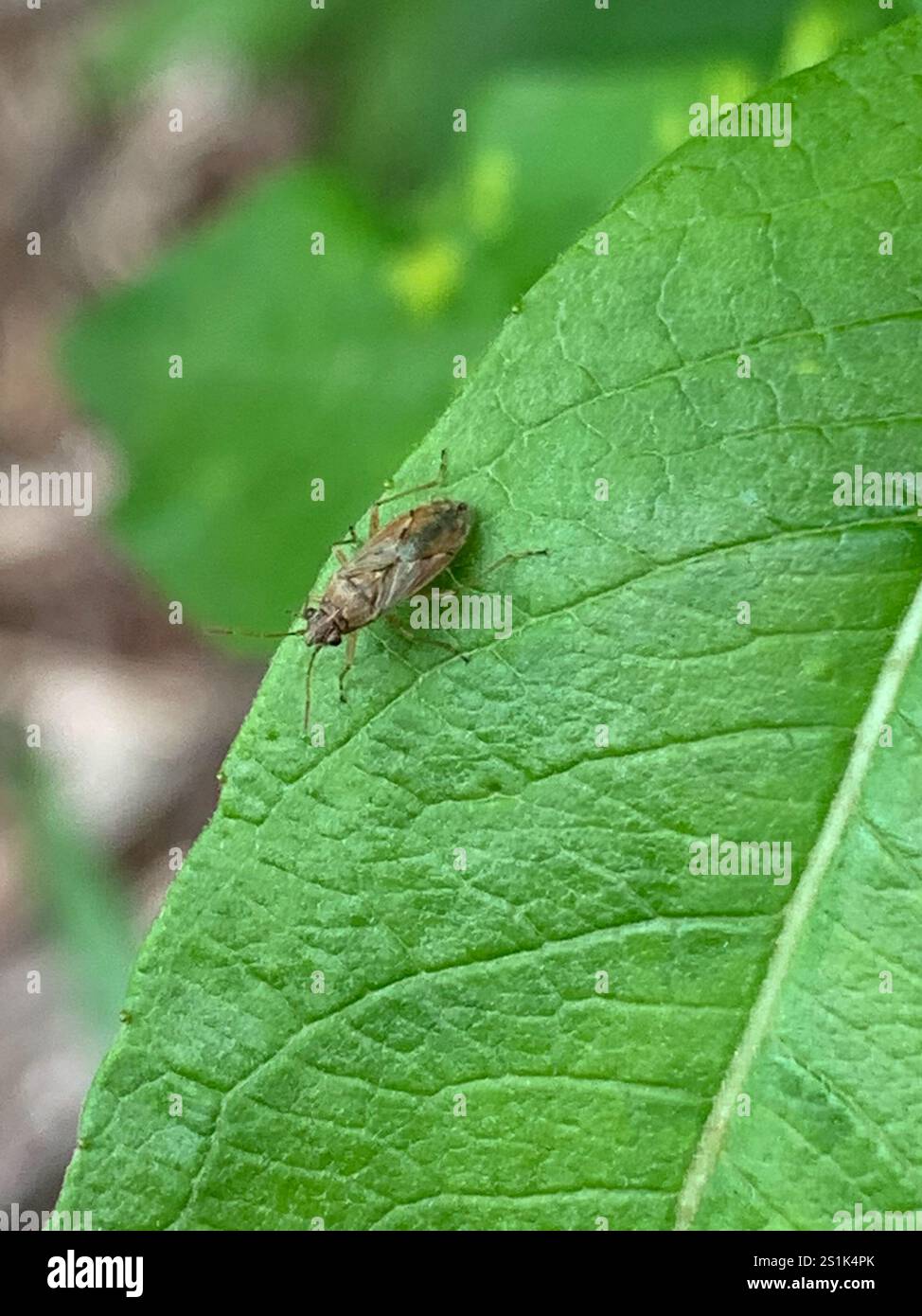 False chinch bugs (Nysius Stock Photo - Alamy
