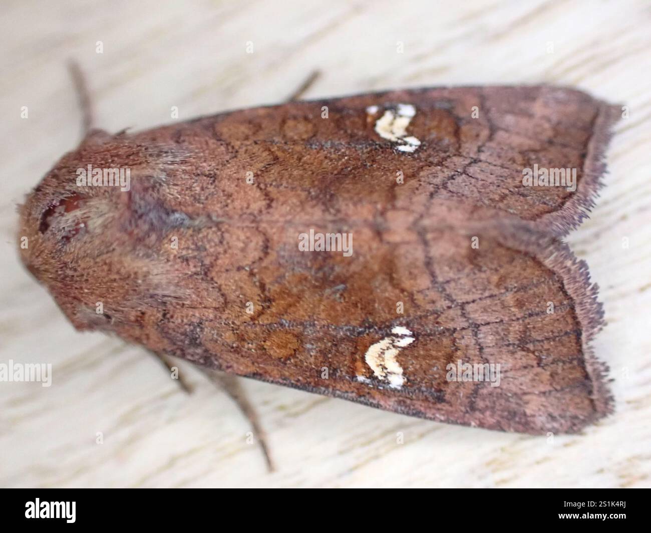 Ear Moths (Amphipoea Stock Photo - Alamy