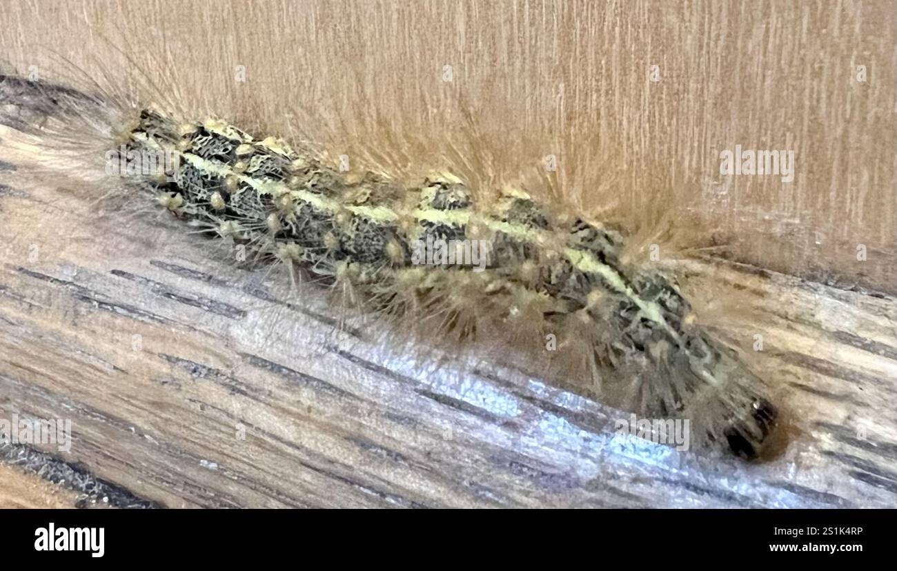 Salt Marsh Moth (Estigmene acrea Stock Photo - Alamy