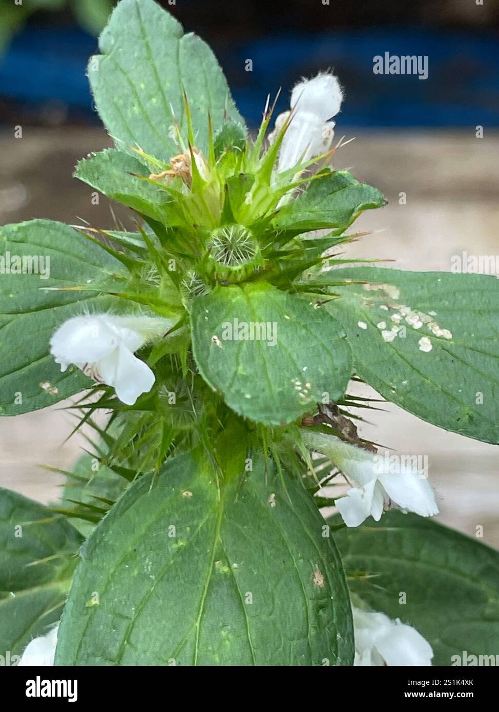 Common hemp-nettle (Galeopsis tetrahit Stock Photo - Alamy