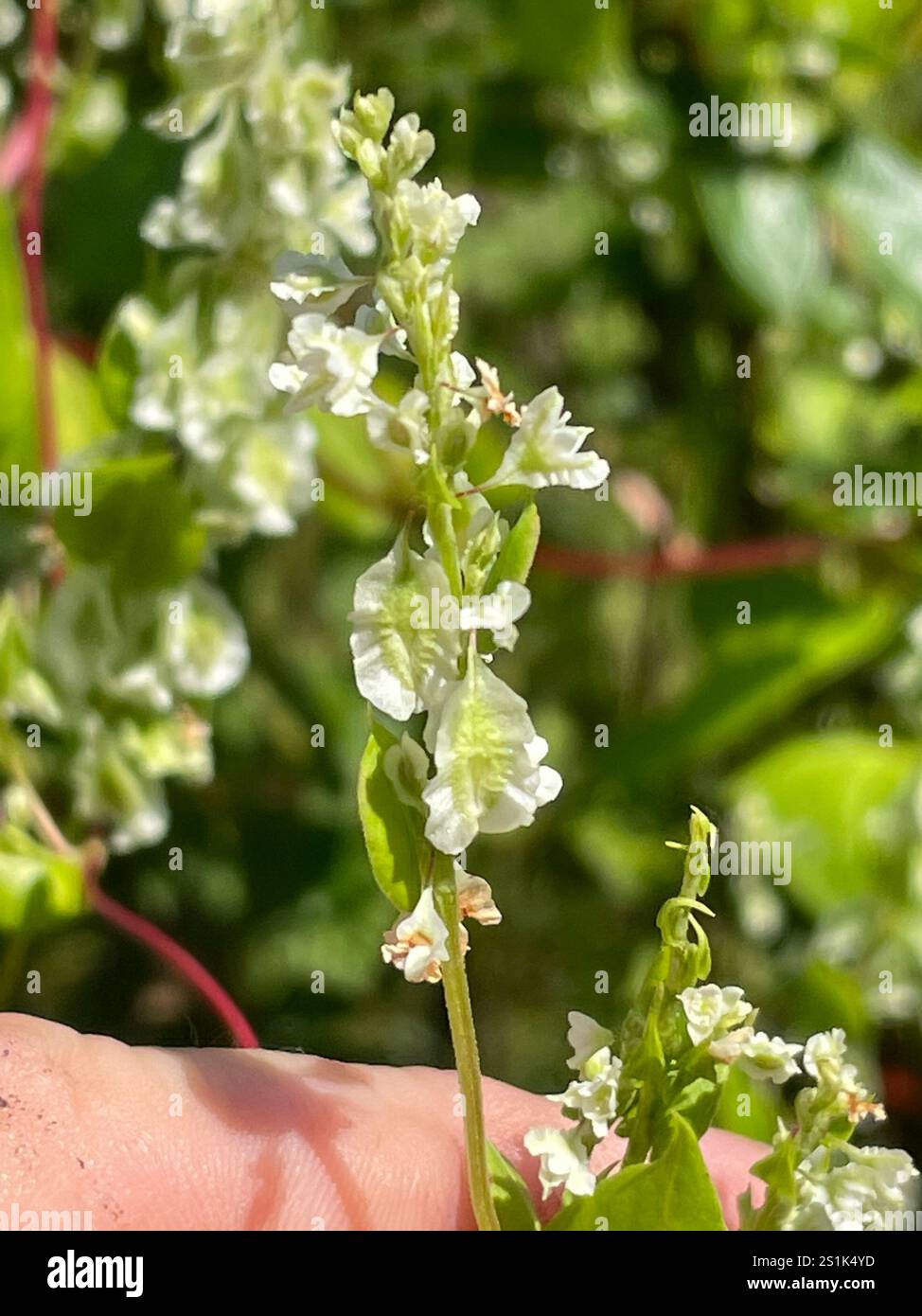 climbing false buckwheat (Fallopia scandens Stock Photo - Alamy