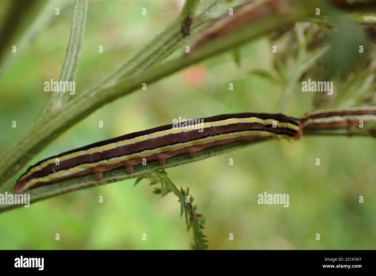 Striped Garden Caterpillar Moth (Trichordestra legitima Stock Photo - Alamy