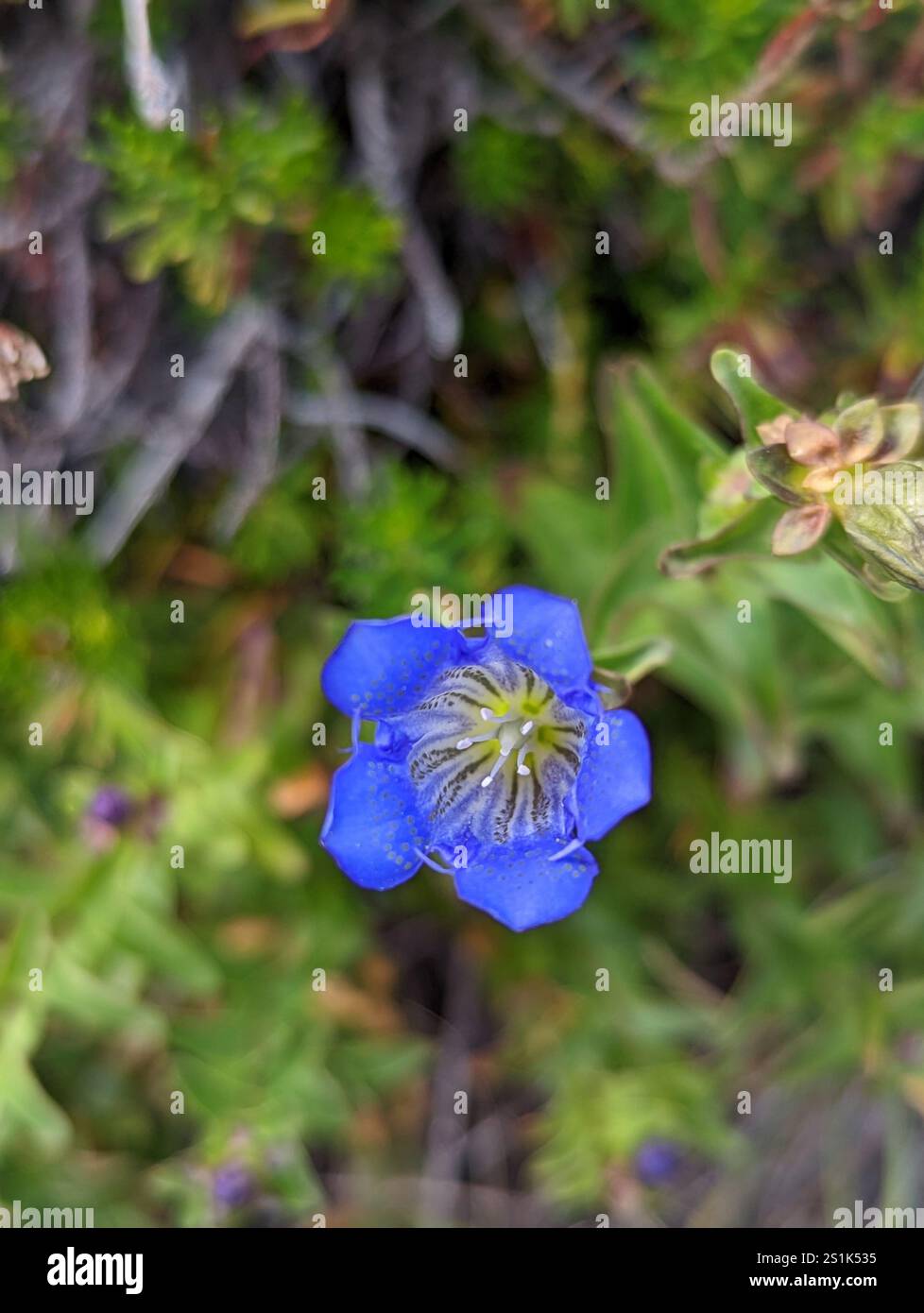 Mountain Bog Gentian (Gentiana calycosa Stock Photo - Alamy