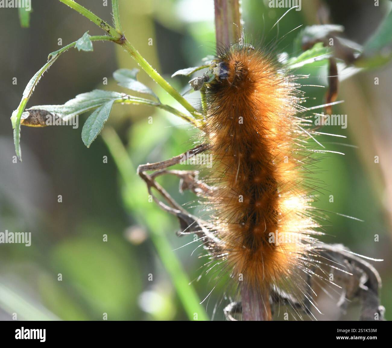 Virginian Tiger Moth (Spilosoma virginica Stock Photo - Alamy