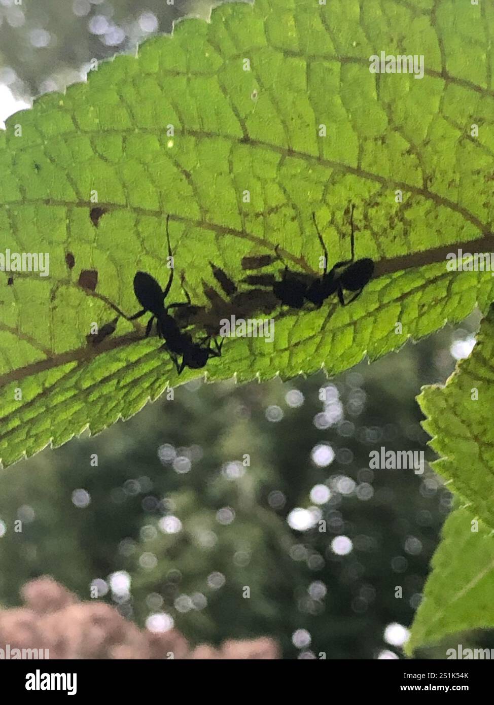 Eastern Black Carpenter Ant (Camponotus pennsylvanicus Stock Photo - Alamy