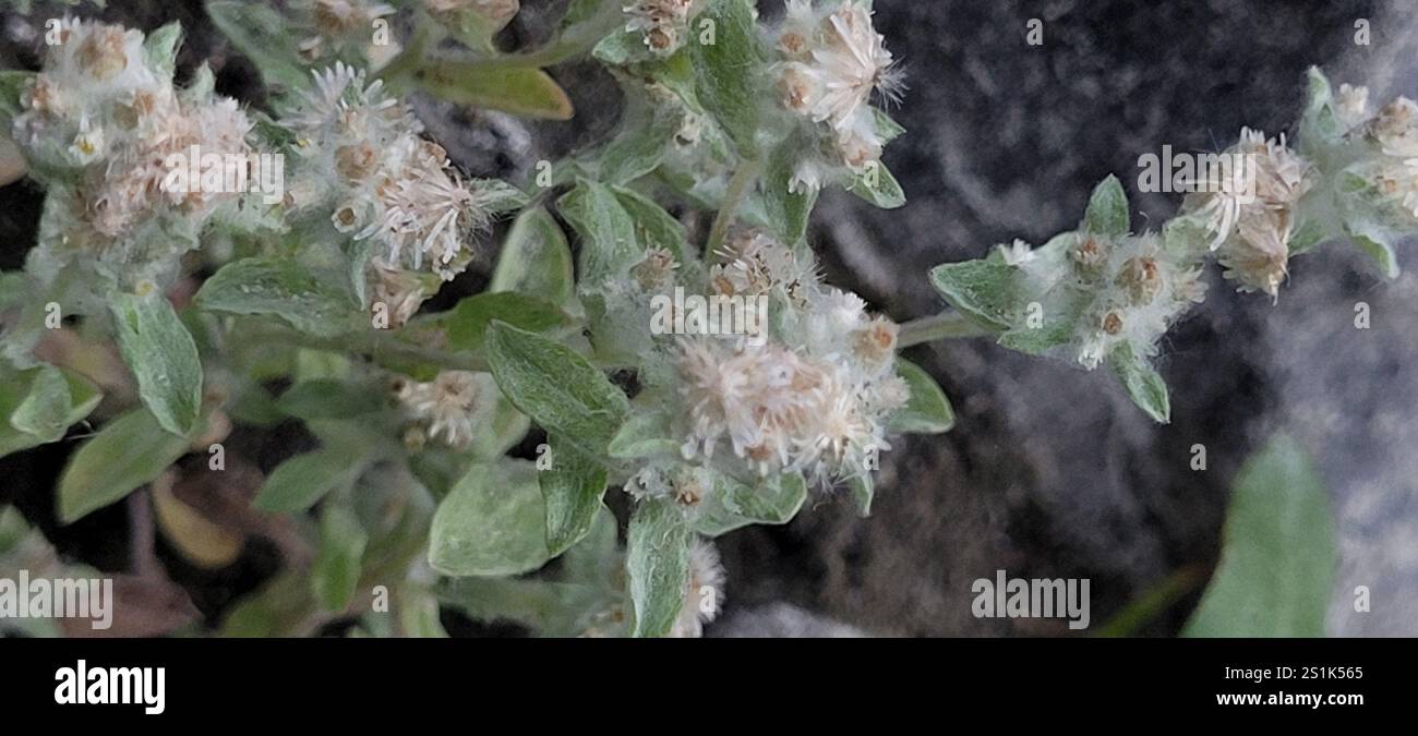 western marsh cudweed (Gnaphalium palustre Stock Photo - Alamy