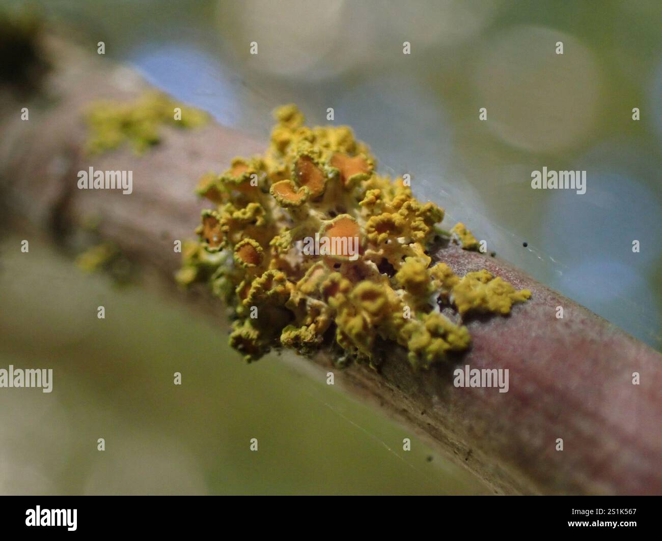 Pin-cushion Sunburst Lichen (Polycauliona polycarpa Stock Photo - Alamy