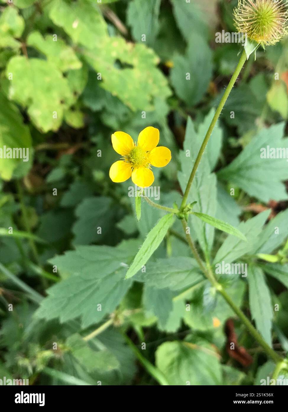 Yellow Avens (Geum aleppicum Stock Photo - Alamy