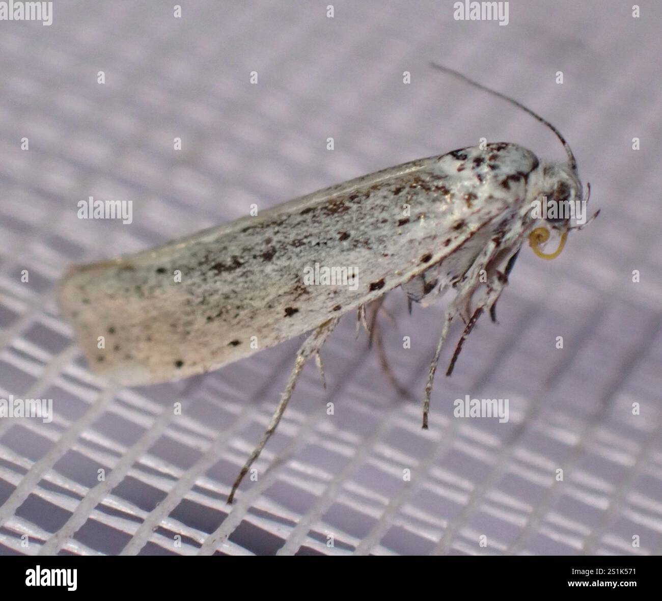 Small Ermine Moths (Yponomeuta Stock Photo - Alamy