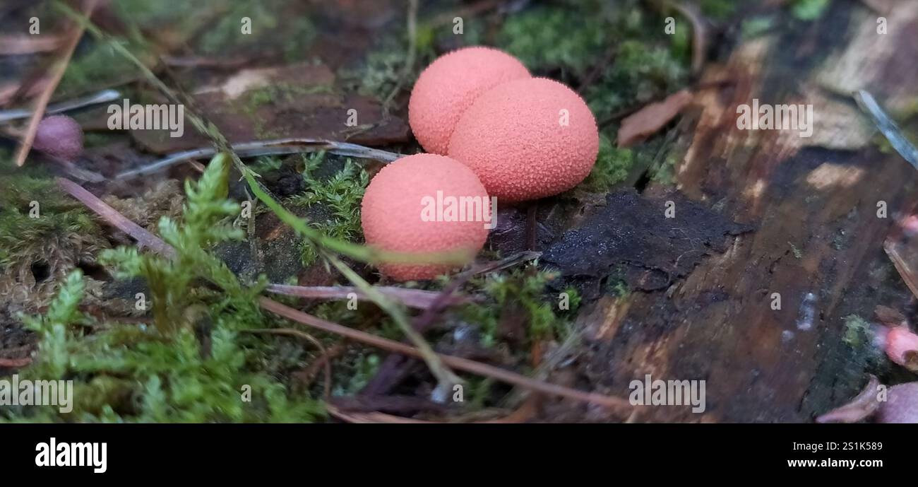 Wolf's Milk (Lycogala epidendrum Stock Photo - Alamy