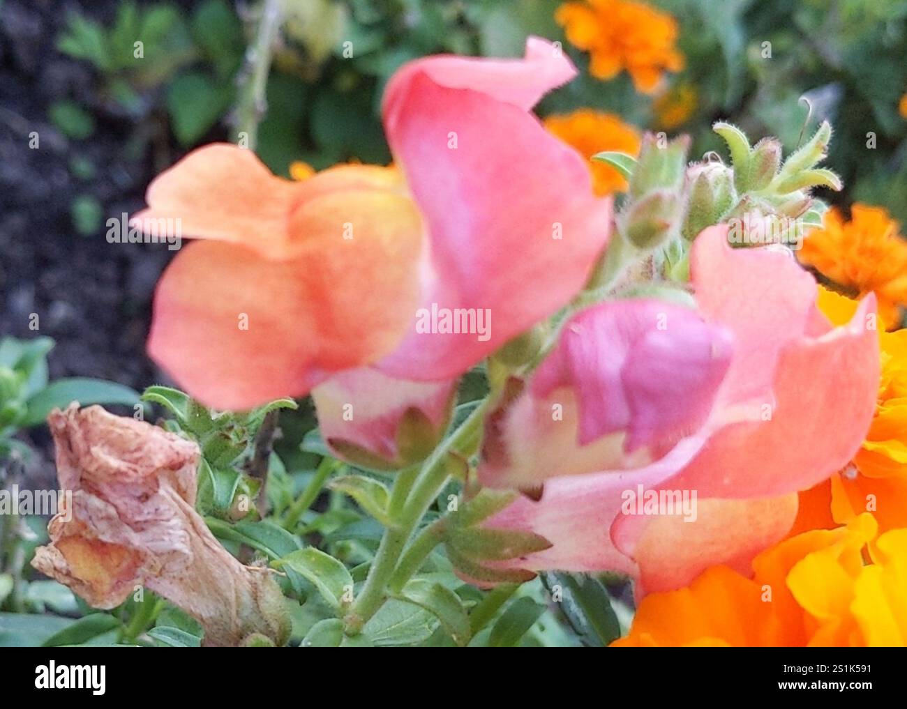 Snapdragon (Antirrhinum majus Stock Photo - Alamy