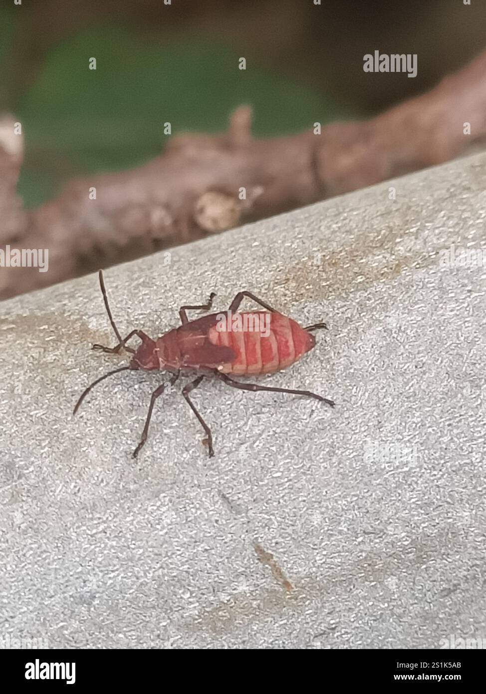 Old World Soapberry Bugs (Leptocoris Stock Photo - Alamy