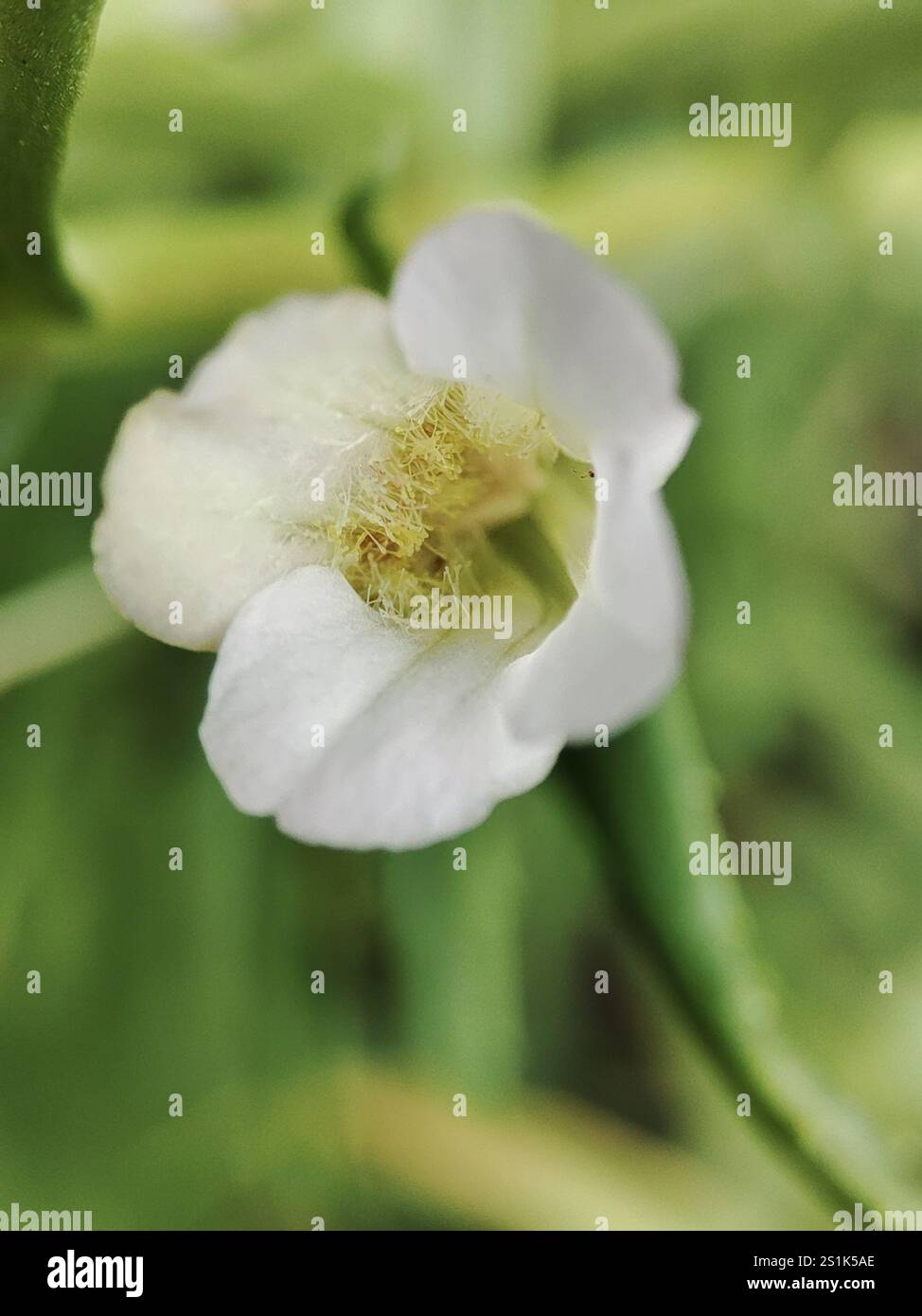 Hedge-hyssop (Gratiola officinalis Stock Photo - Alamy