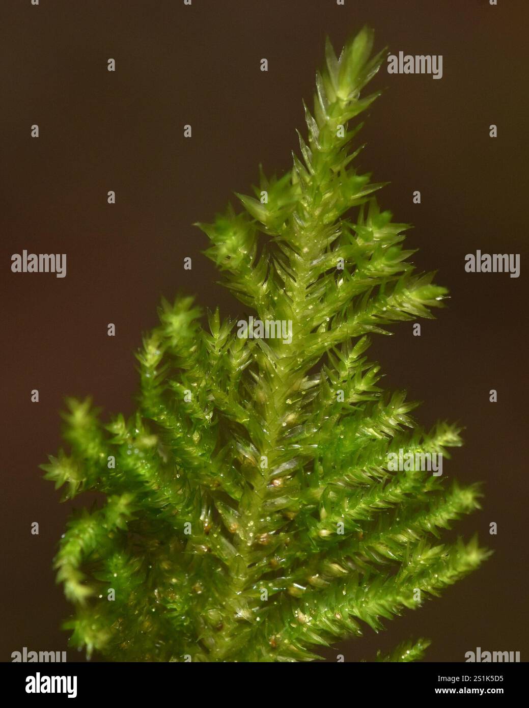 Cat's Tail Moss (Pseudisothecium stoloniferum Stock Photo - Alamy