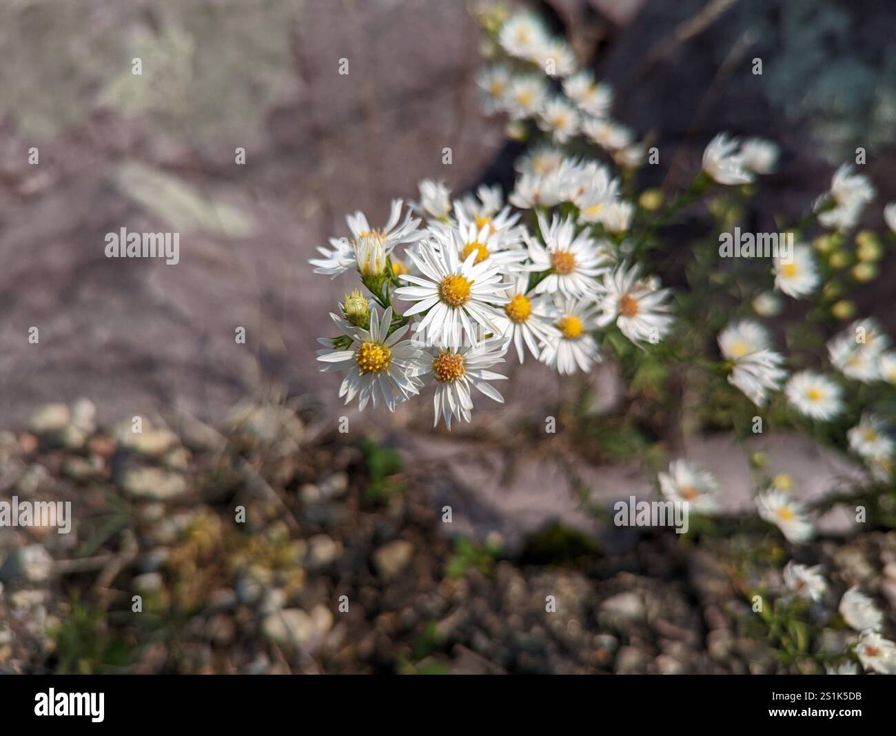 American asters (Symphyotrichum Stock Photo - Alamy
