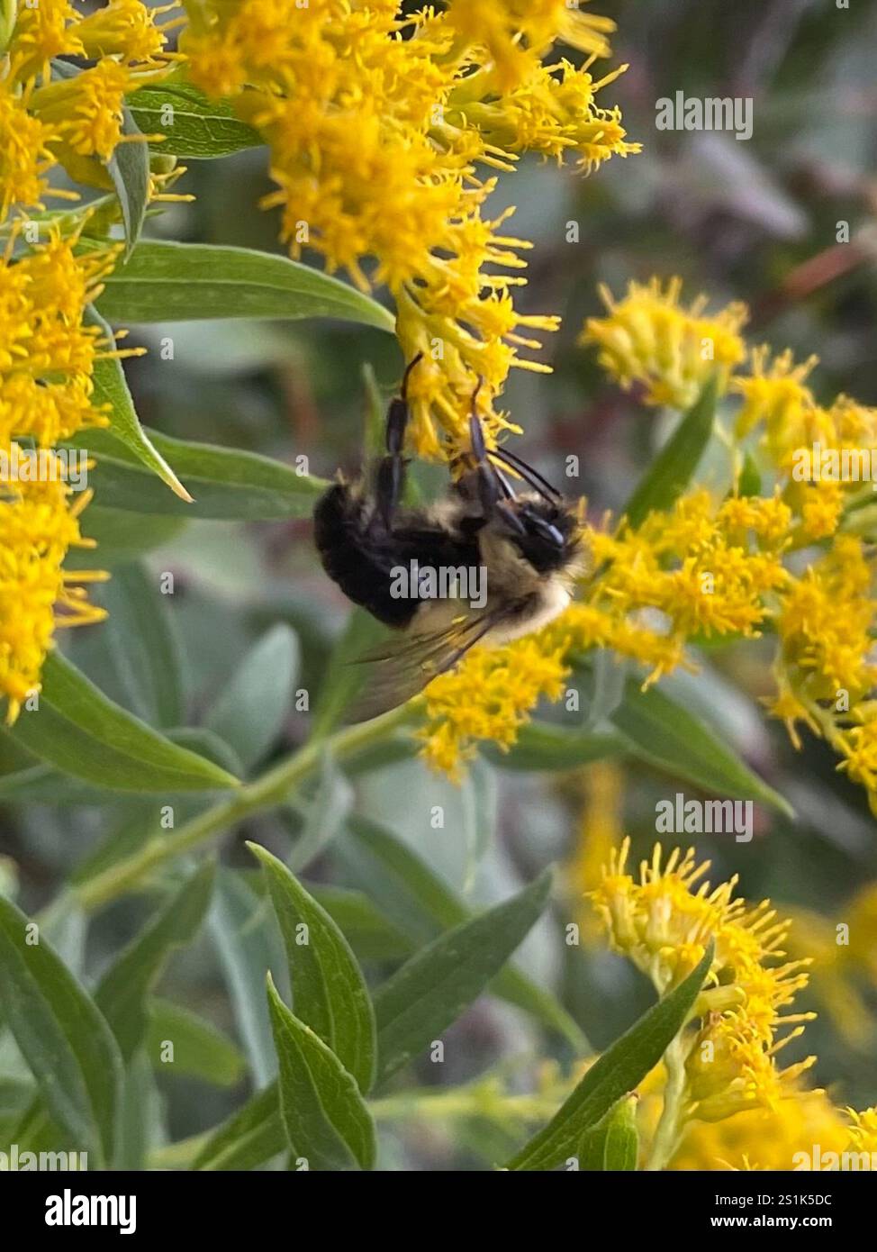 Common Eastern Bumble Bee (Bombus impatiens Stock Photo - Alamy