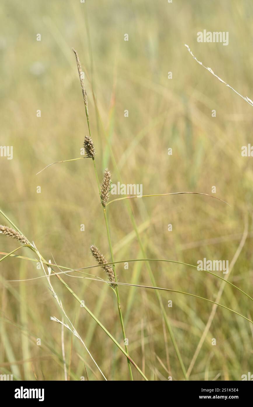 true sedges (Carex Stock Photo - Alamy