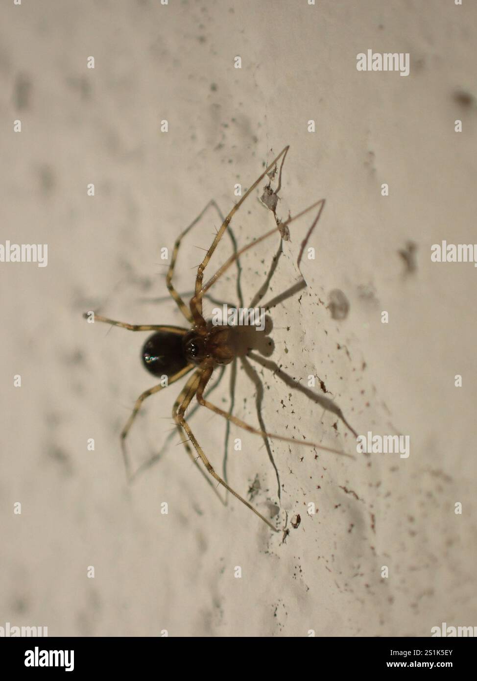 Sheetweb and Dwarf Weavers (Linyphiidae Stock Photo - Alamy