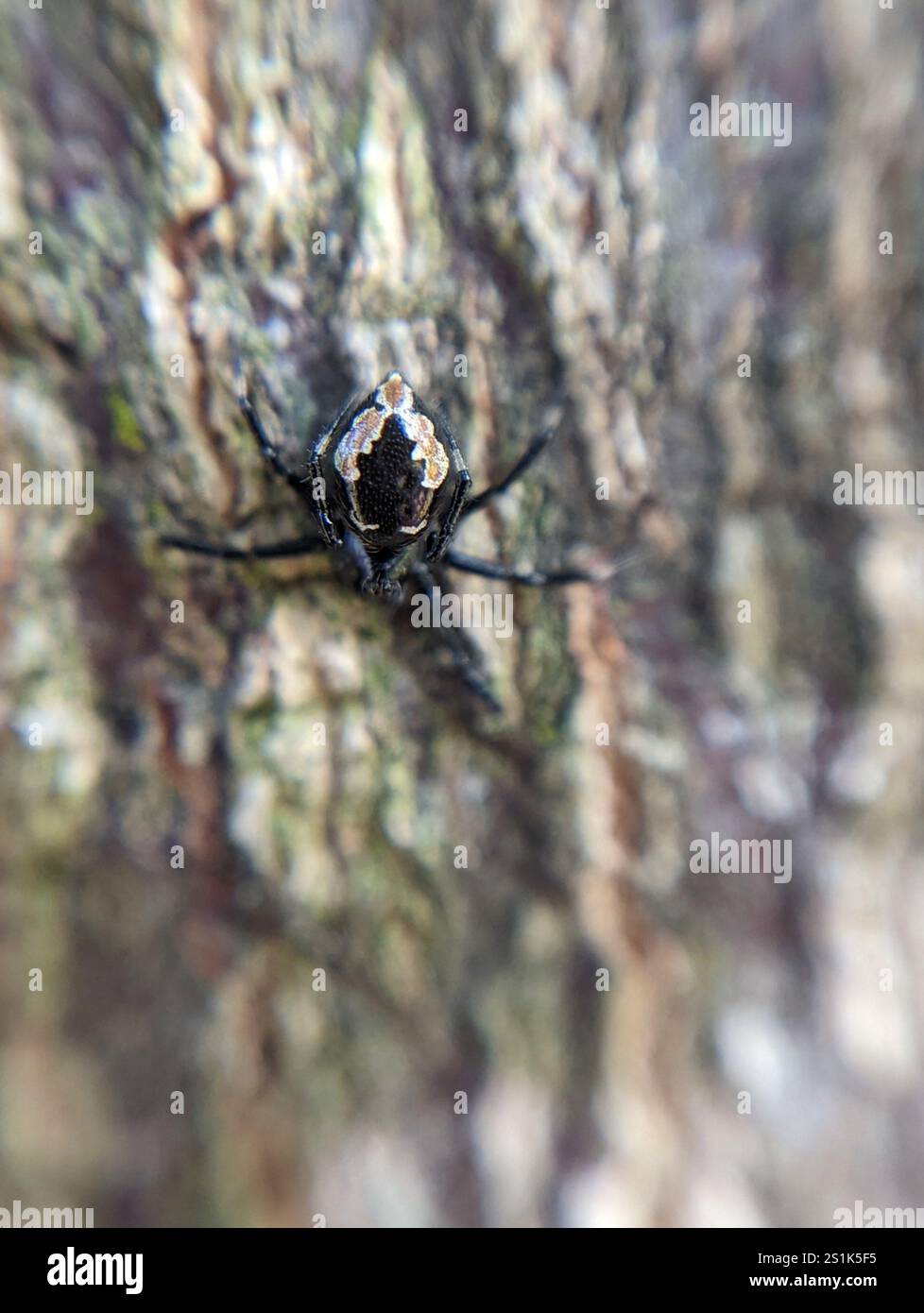 Ant-eating Spiders (Euryopis Stock Photo - Alamy