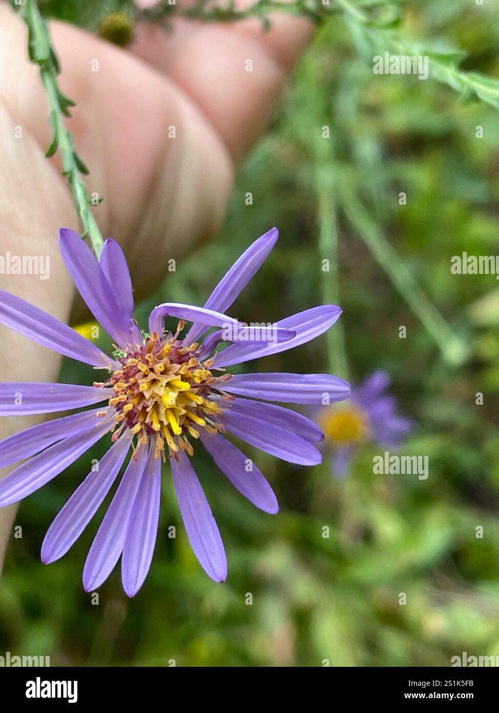 late purple aster (Symphyotrichum patens Stock Photo - Alamy