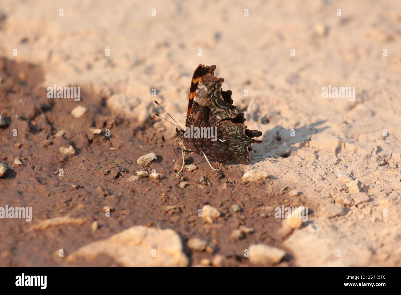 Green Comma (Polygonia faunus Stock Photo - Alamy