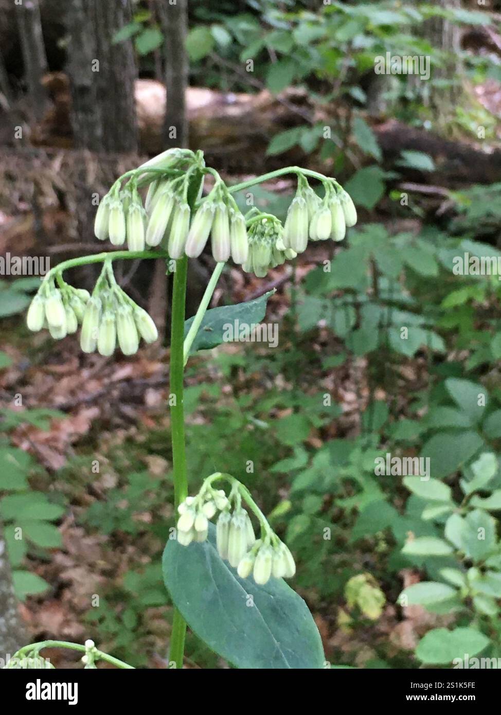 white rattlesnake root (Nabalus albus Stock Photo - Alamy