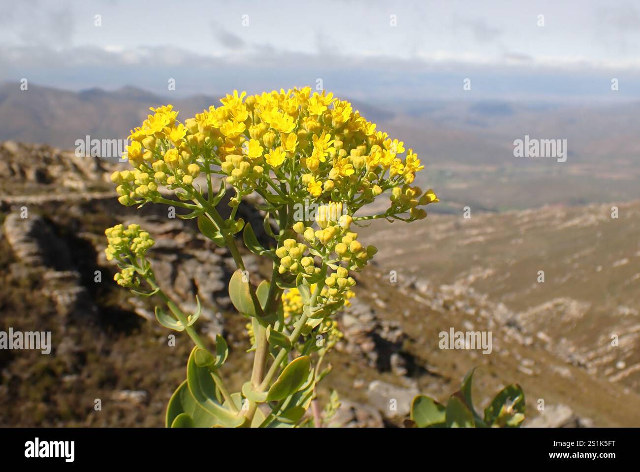 Poorflower Babooncabbage (Othonna parviflora Stock Photo - Alamy