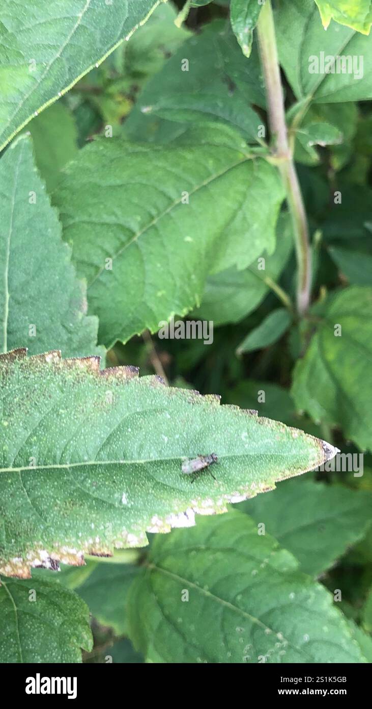 Common Tiger Fly (Coenosia tigrina Stock Photo - Alamy