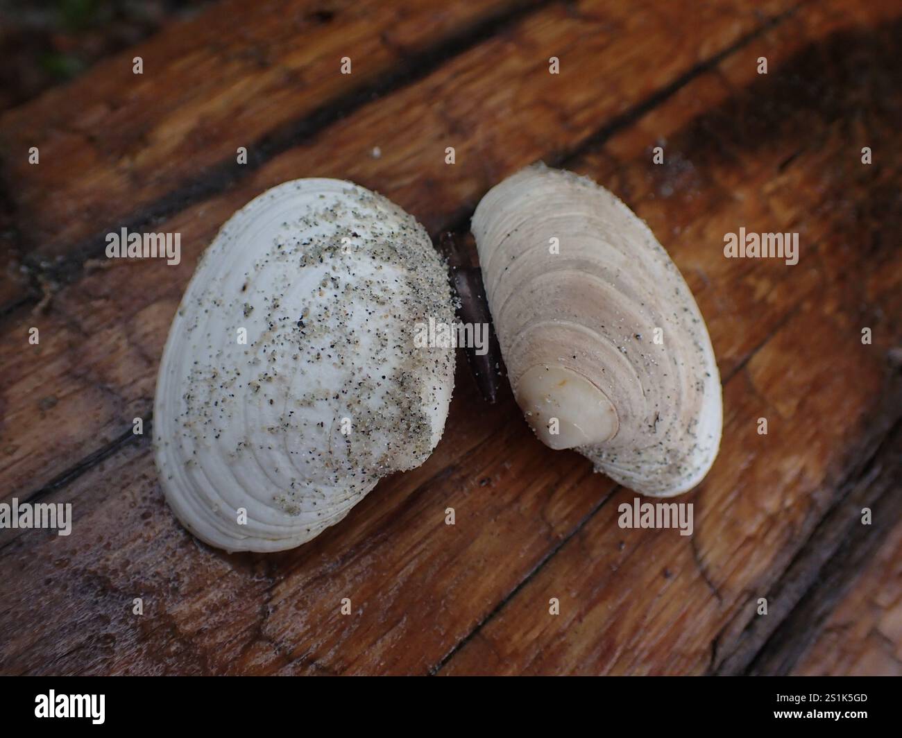 Butter Clam (Saxidomus gigantea Stock Photo - Alamy