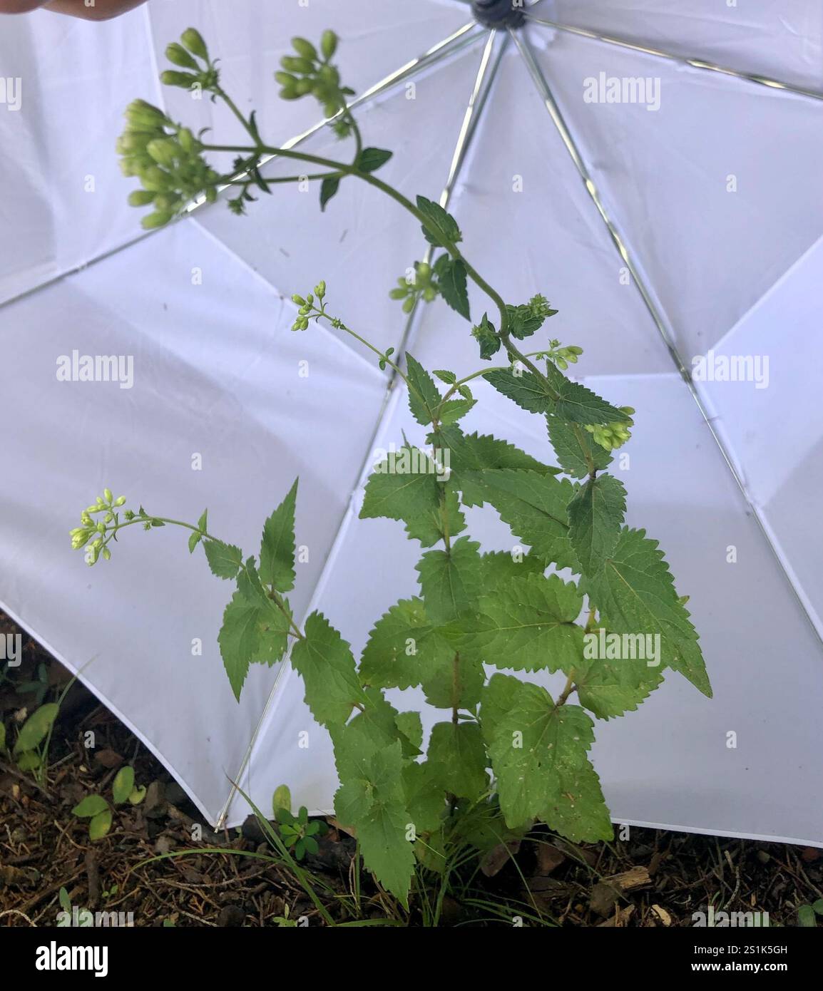 smaller white snakeroot (Ageratina aromatica Stock Photo - Alamy