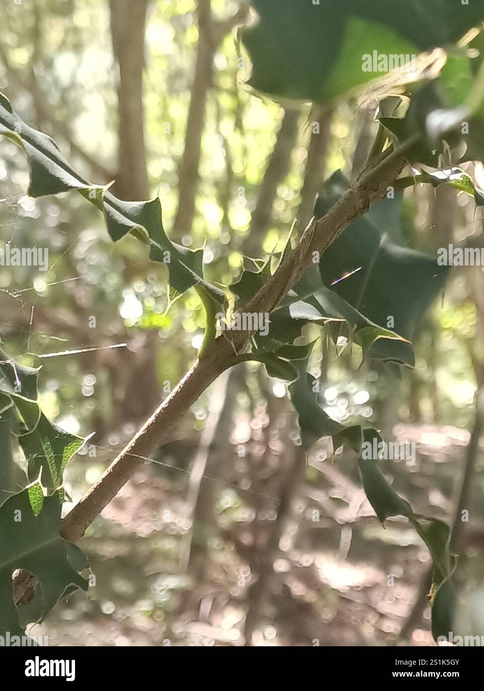 Macadamia Tree (Macadamia integrifolia Stock Photo - Alamy