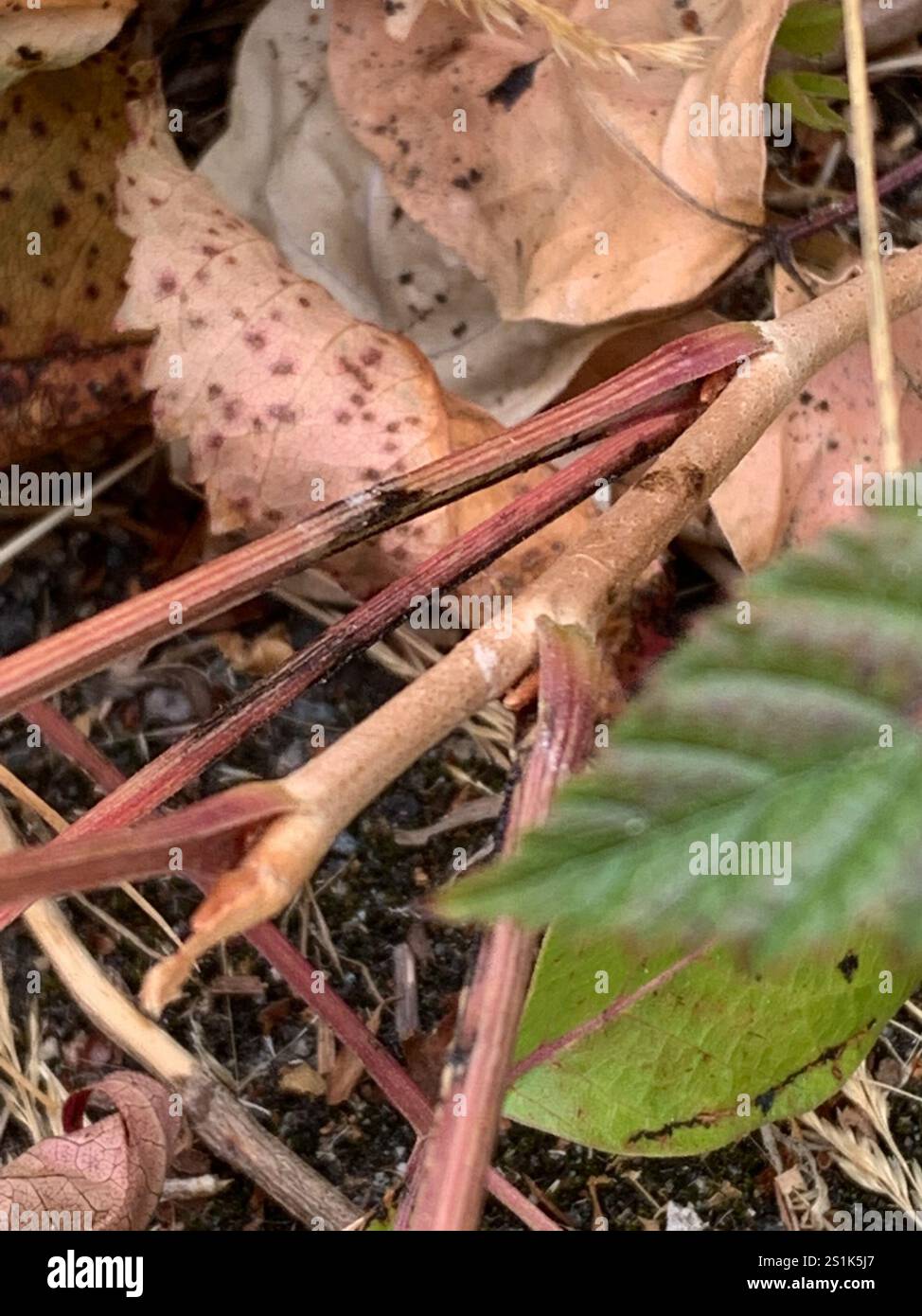 poison ivies and oaks (Toxicodendron Stock Photo - Alamy