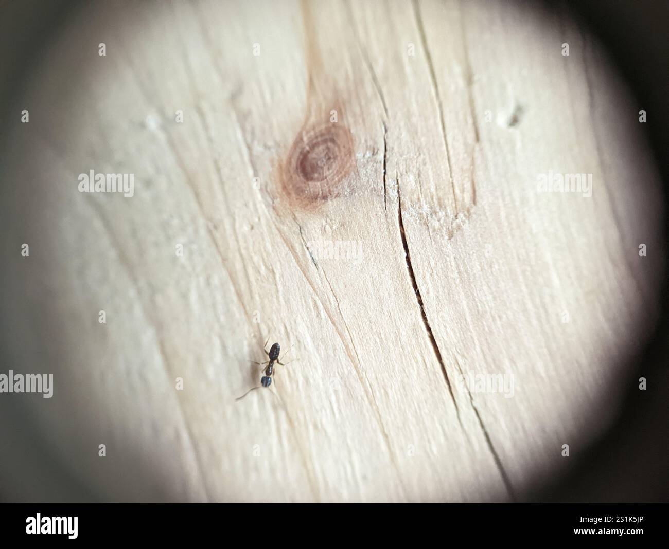 Odorous House Ant (Tapinoma sessile Stock Photo - Alamy