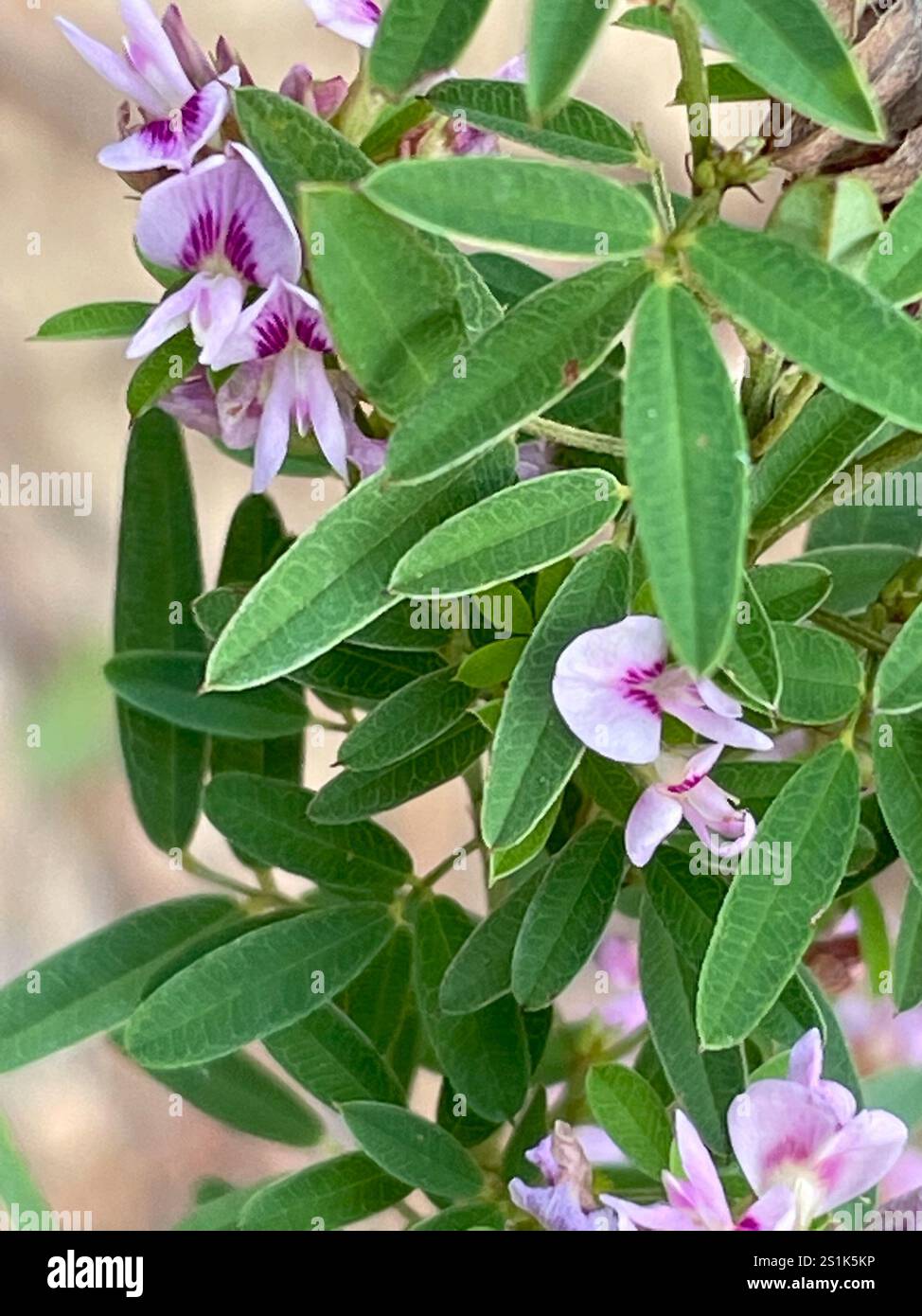 slender bush clover (Lespedeza virginica Stock Photo - Alamy