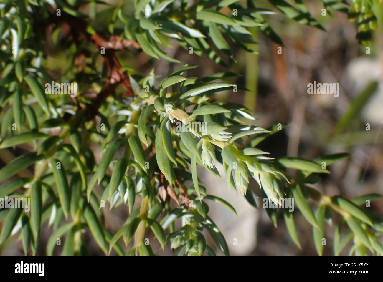 common juniper (Juniperus communis Stock Photo - Alamy